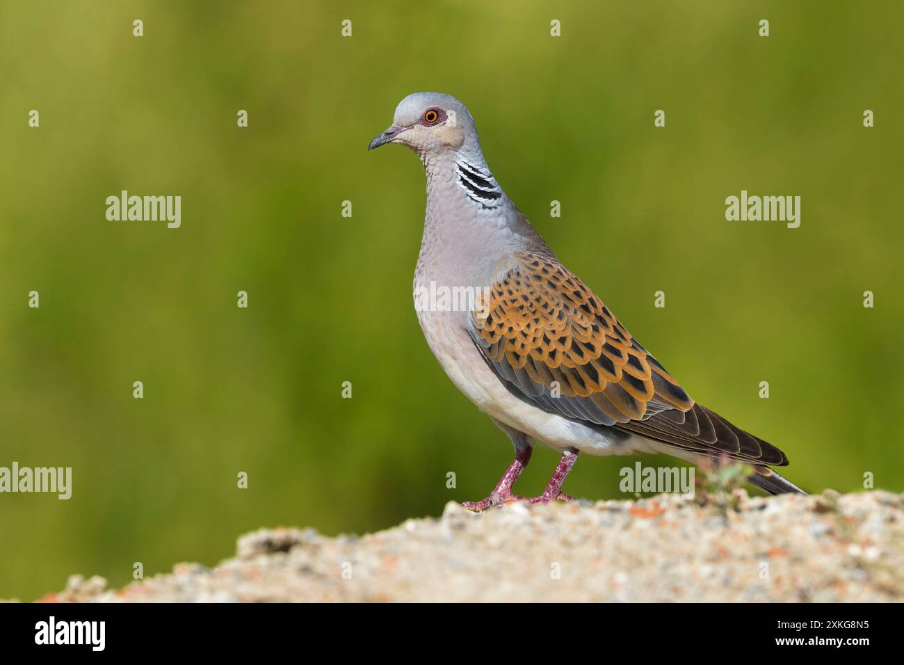 turtle dove, European turtle dove (Streptopelia turtur), full-length ...