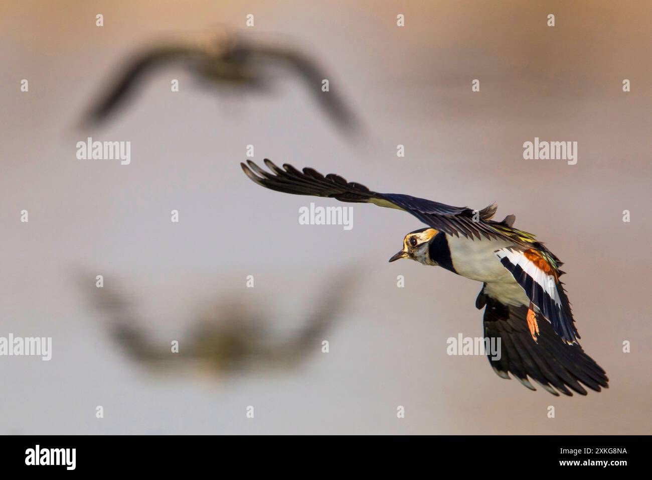 northern lapwing (Vanellus vanellus), in flight, Italy, Tuscany Stock ...