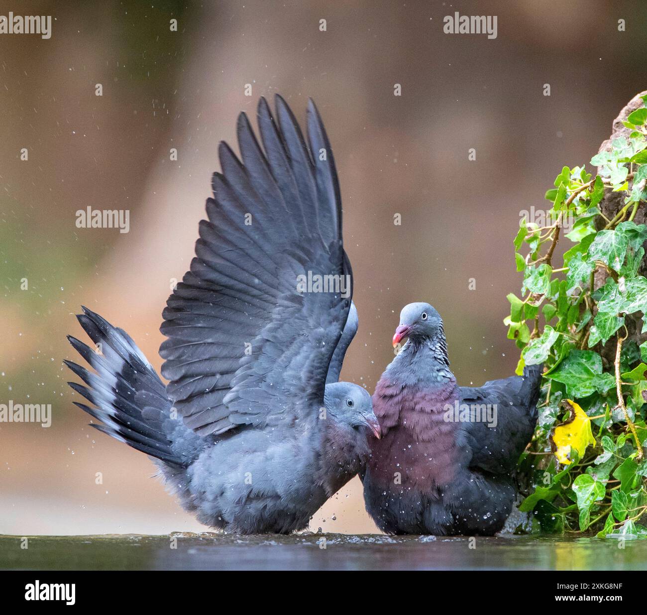Trocaz pigeon, Madeira laurel pigeon, Long-toed pigeon (Columba trocaz ...