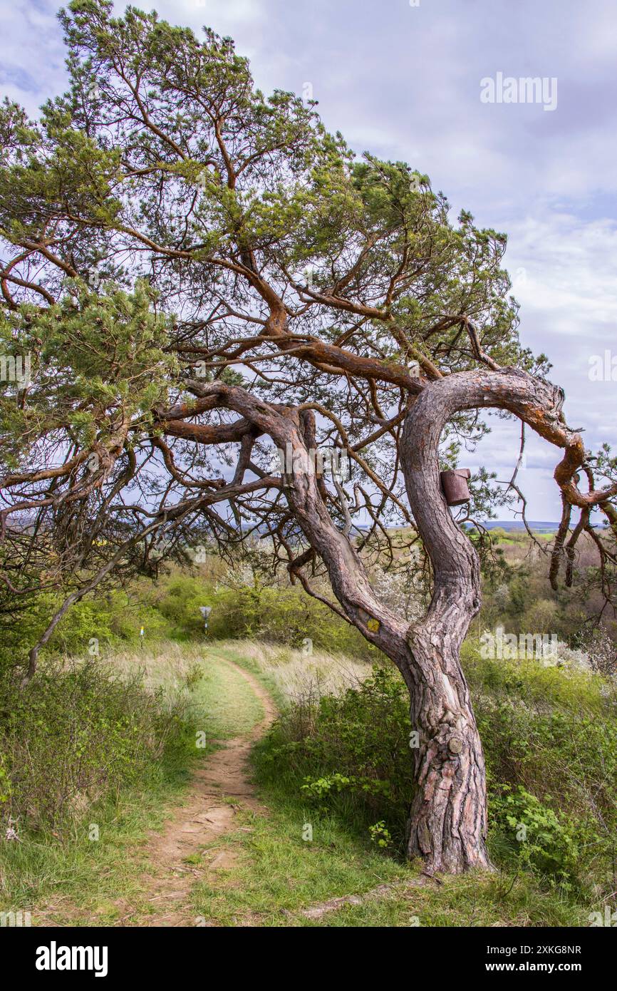 Scotch pine, Scots pine (Pinus sylvestris), crooked pine tree by the ...