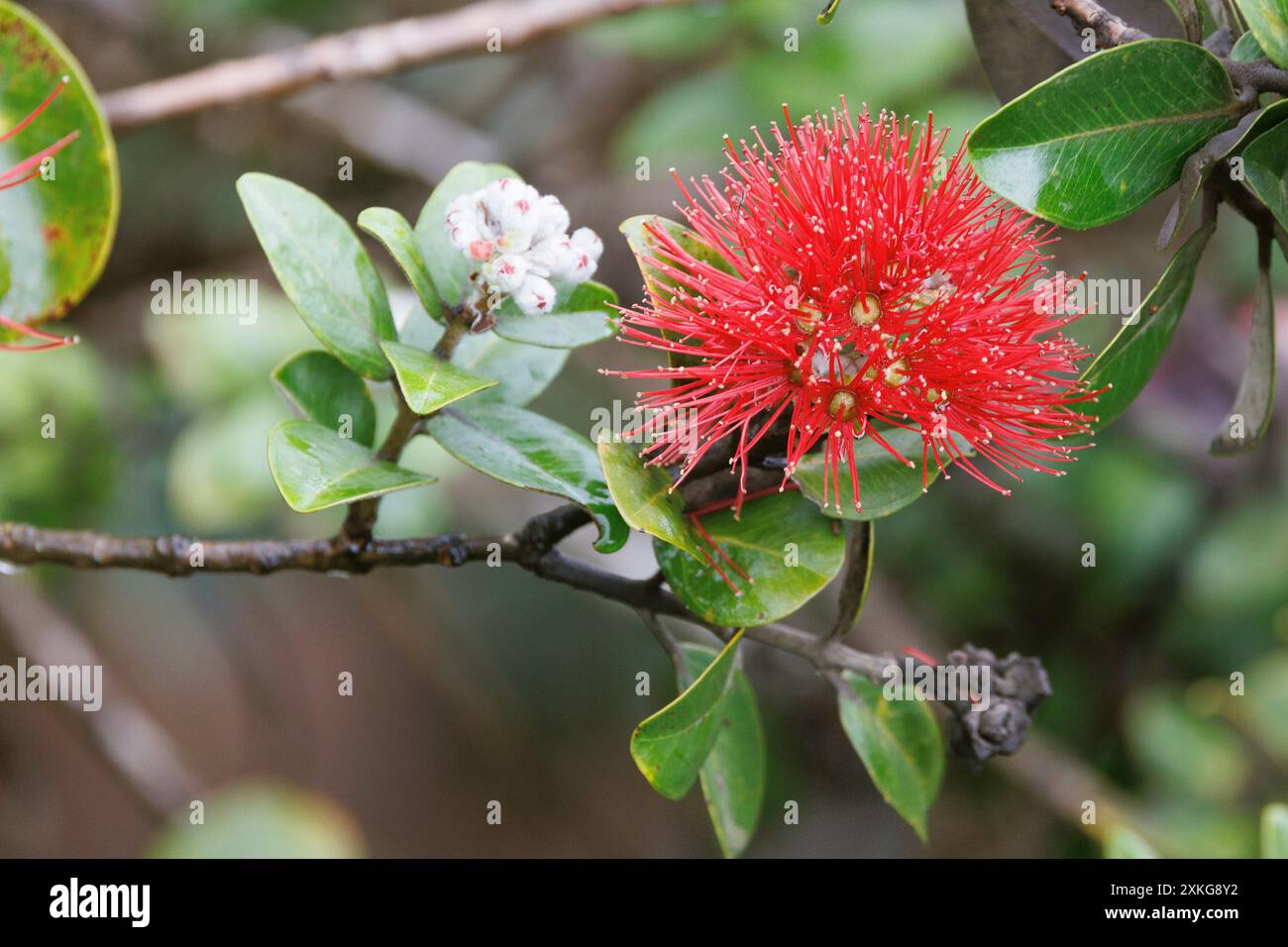 Ohia lehua blossom hi-res stock photography and images - Alamy
