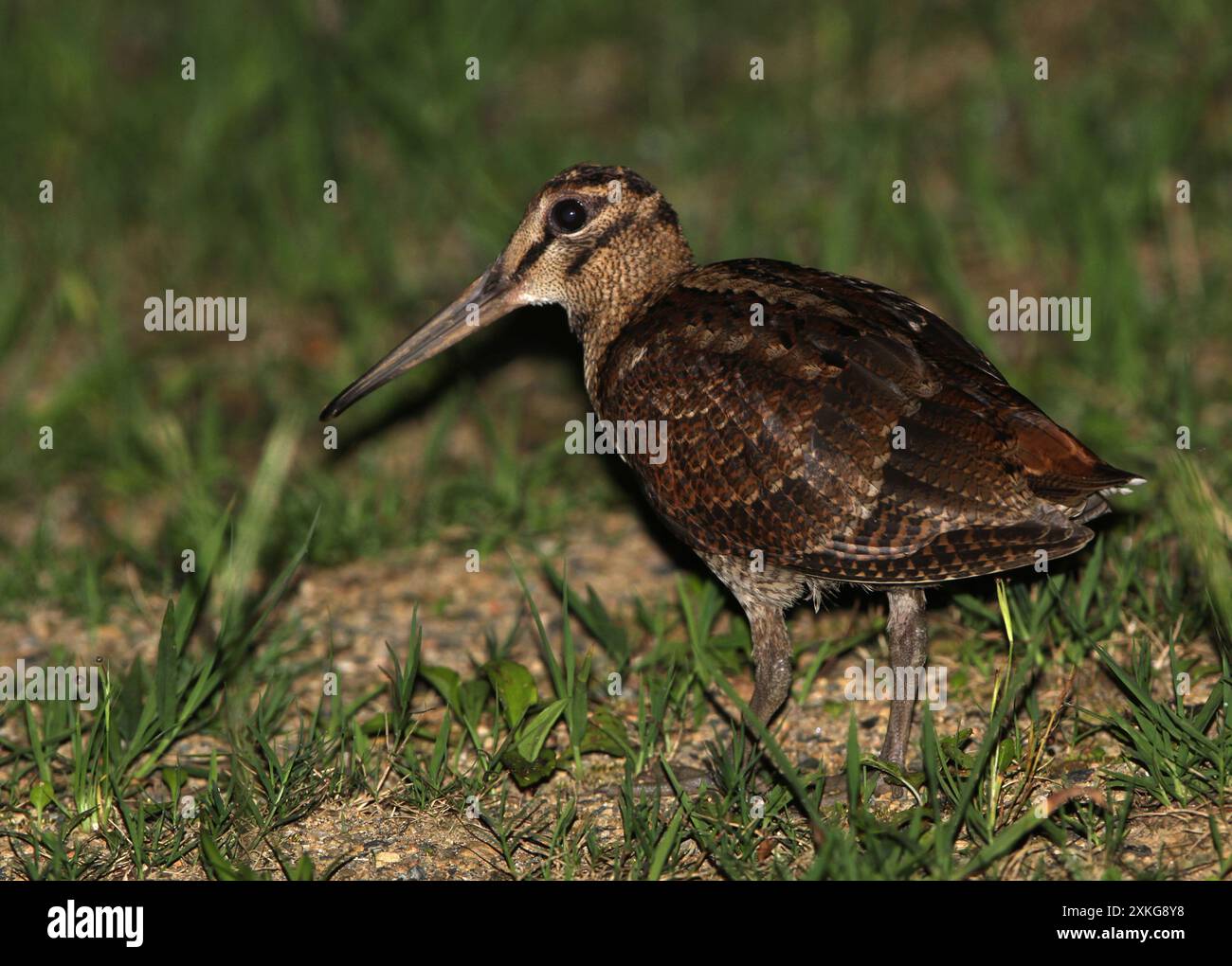 Amami woodcock (Scolopax mira), foraging on the ground, side view ...
