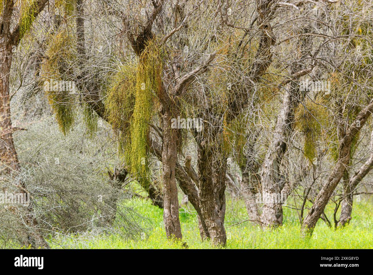 Leafless mesquite hi-res stock photography and images - Alamy
