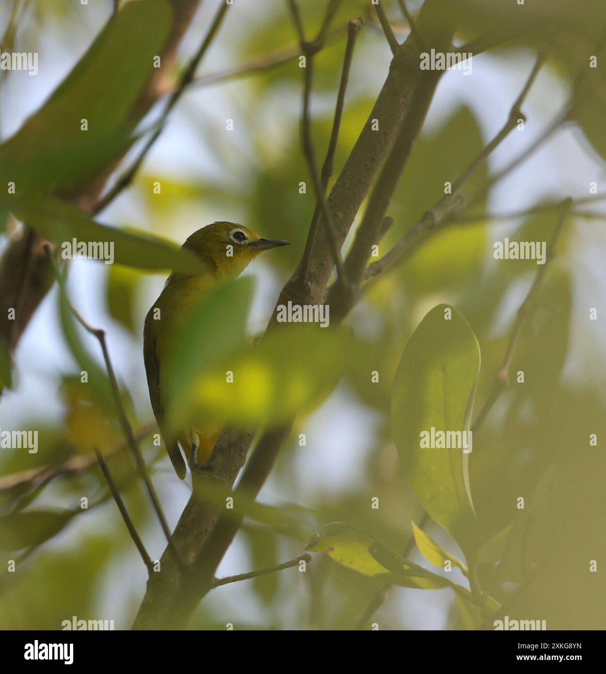 Javan white eye, Javan white-eye, Philippine white-eye, Yellow white ...