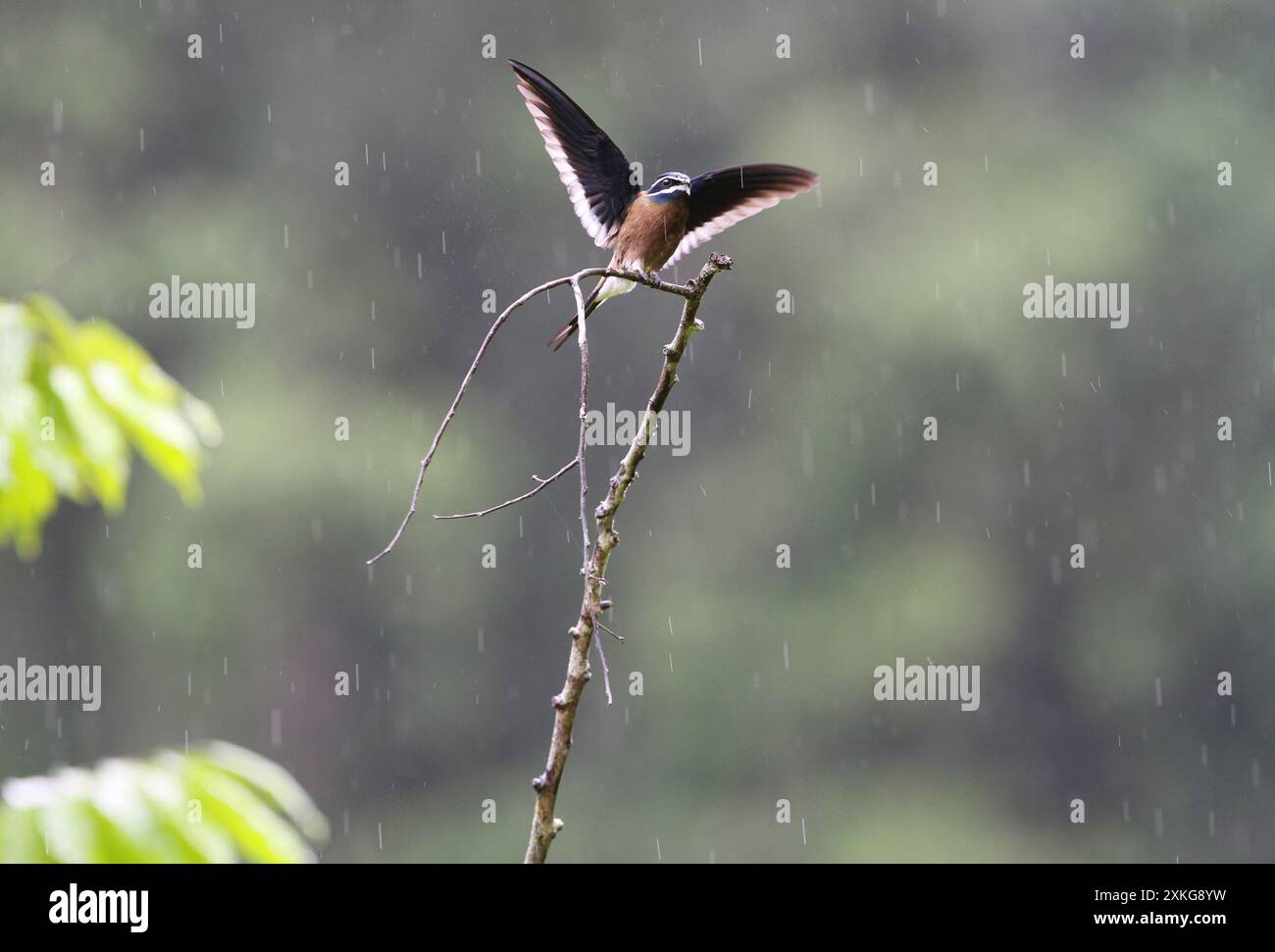 Lesser tree swift, whiskered treeswift (Hemiprocne comata), perching on ...