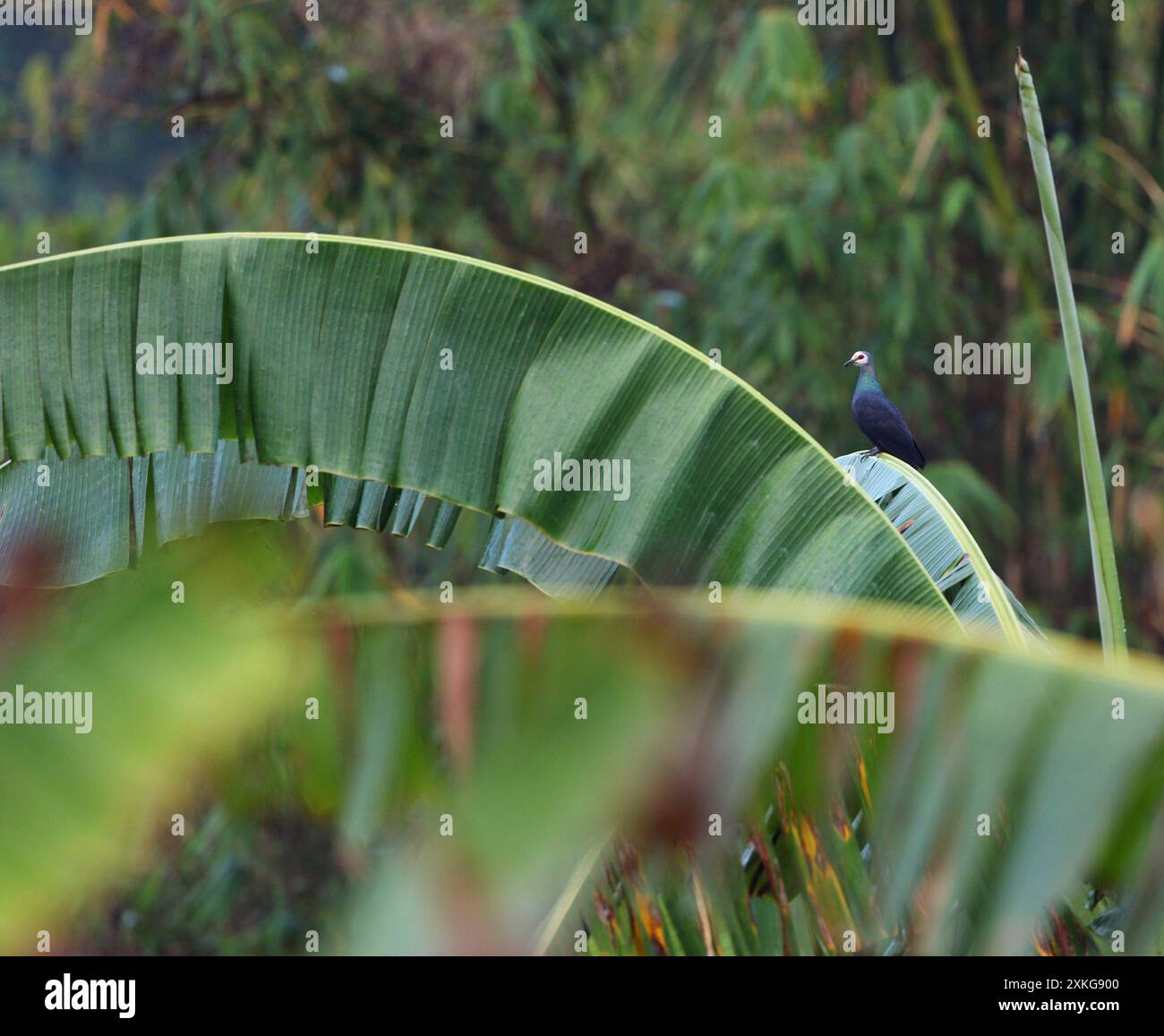 Sula Cuckoo-Dove (Turacoena sulaensis), perching on a palm leaf, side ...