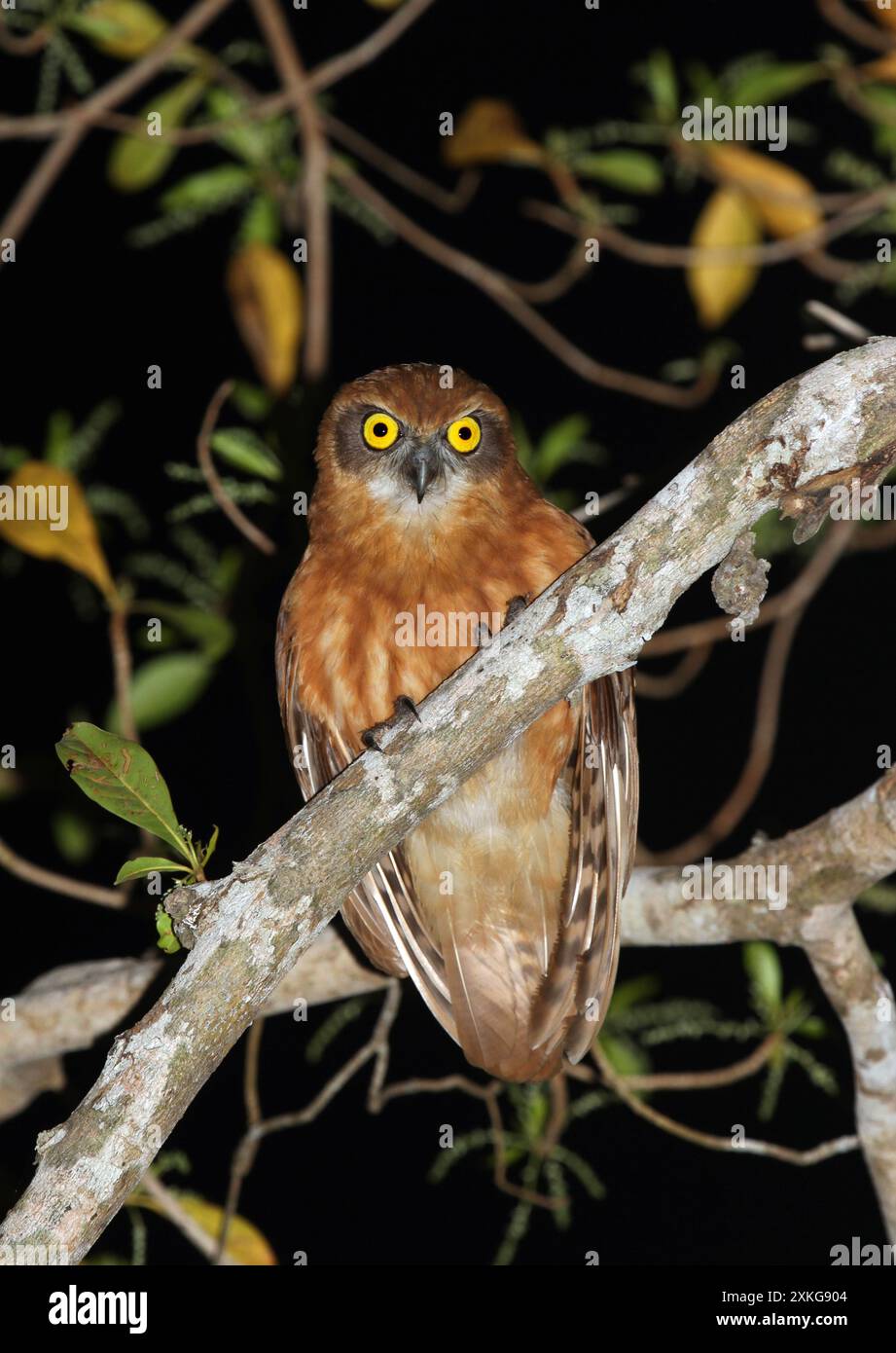 Babar Boobook, Babar boobook owl (Ninox boobook cinnamomina, Ninox ...