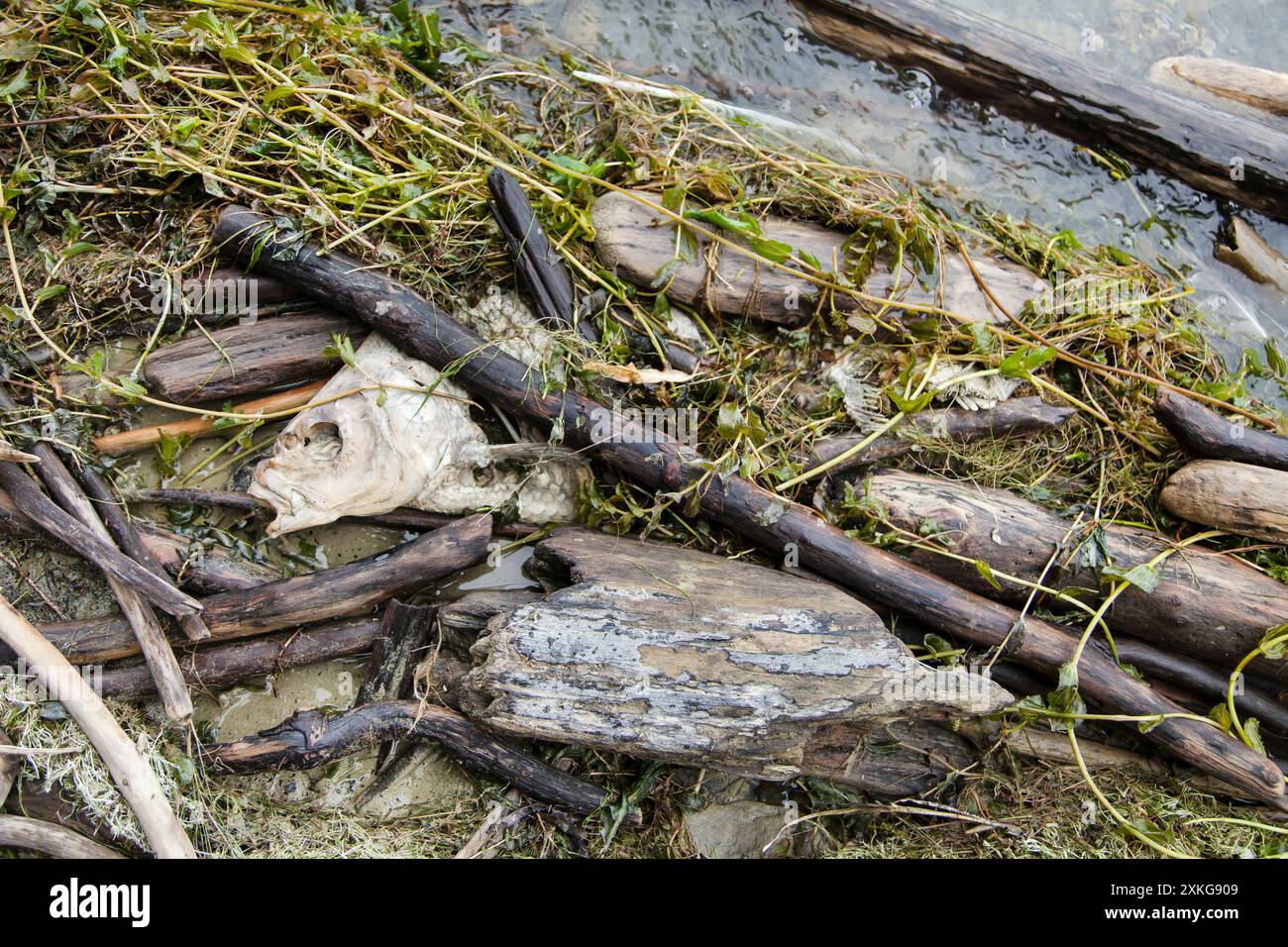 dead fish among flotsam by the stream, Germany Stock Photo - Alamy