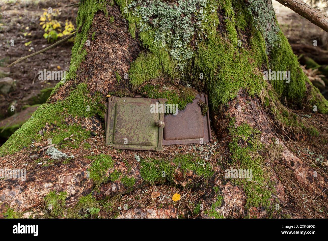 tree with little doors, Germany Stock Photo - Alamy