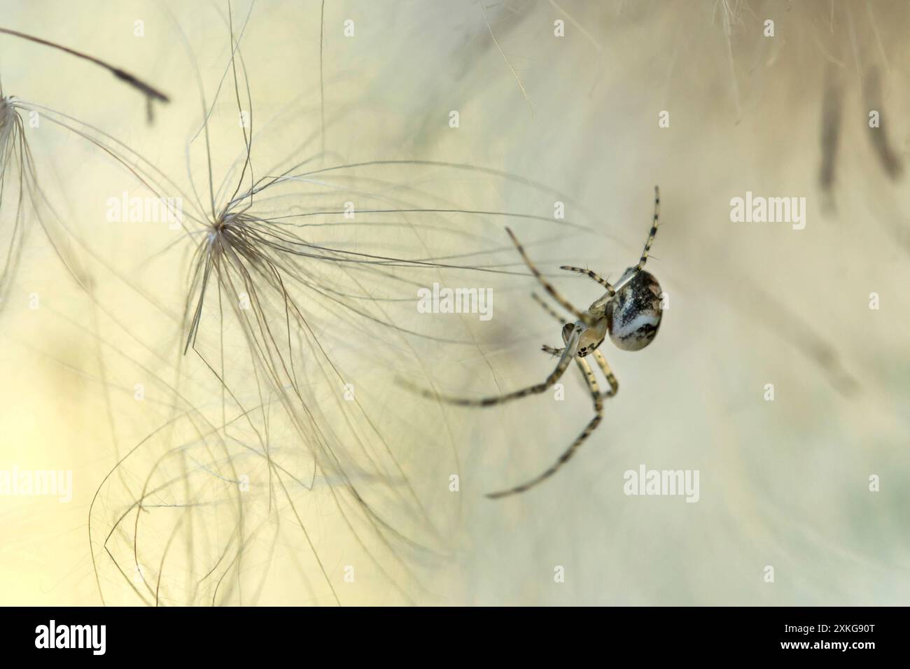 common thistle, plumed thistle (Cirsium spec.), Flying seeds of a ...