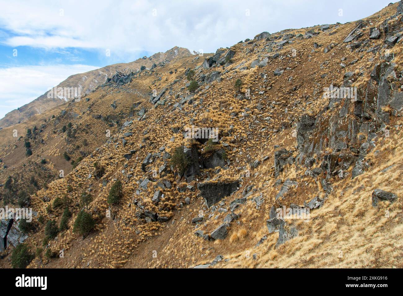Himalayan monal, Impeyan monal, Impeyan pheasant (Lophophorus impejanus ...