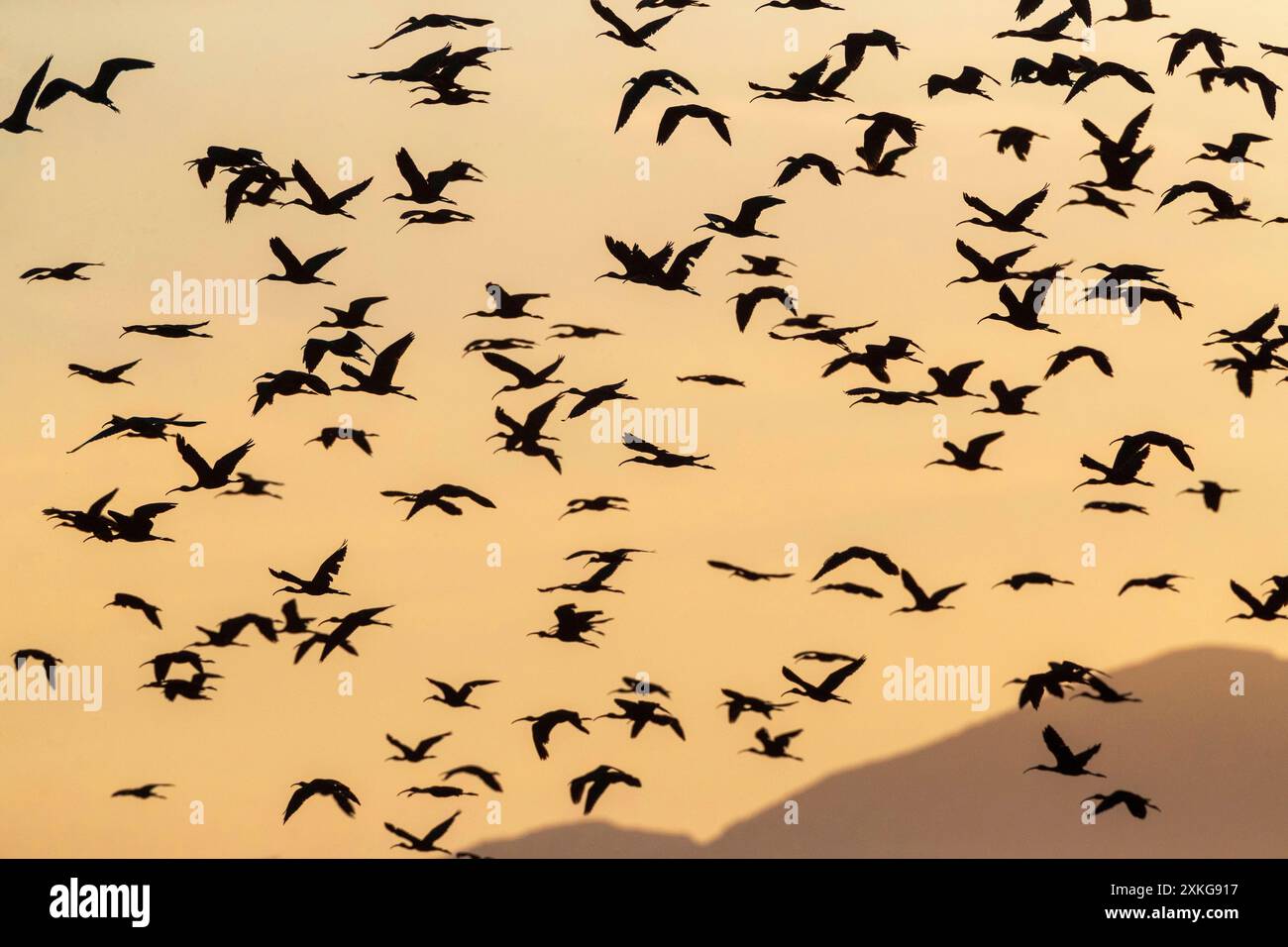 glossy ibis (Plegadis falcinellus), flock in flight at their roosting ...
