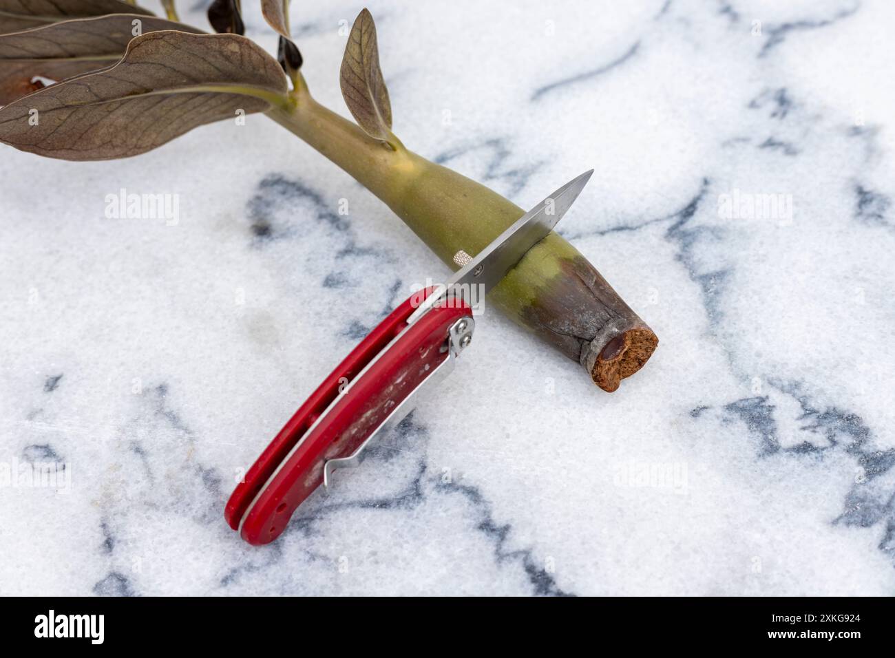Cutting a Dead Plant Stem of Zamioculcas zamiifolia with Knife tp ...