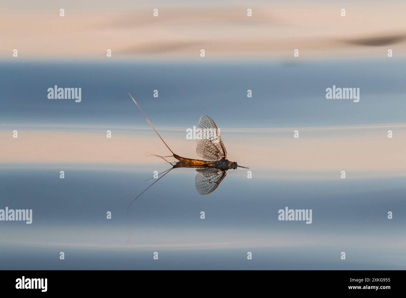 Common mayfly (Ephemera vulgata), on a water surface, side view ...