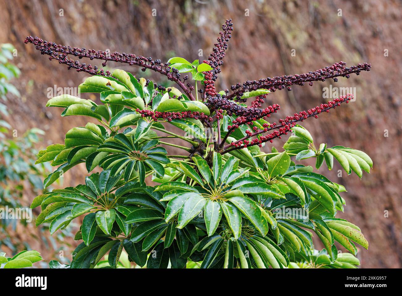 Dwarf scheffleras hi-res stock photography and images - Alamy