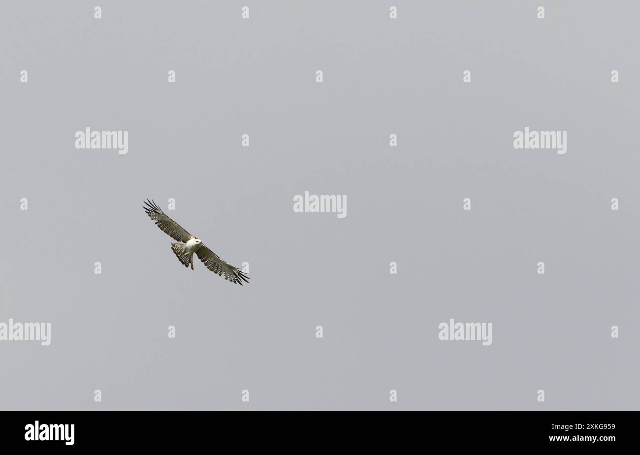 Flores hawk-eagle, Sunda hawk eagle, Sunda hawk-eagle (Nisaetus floris ...