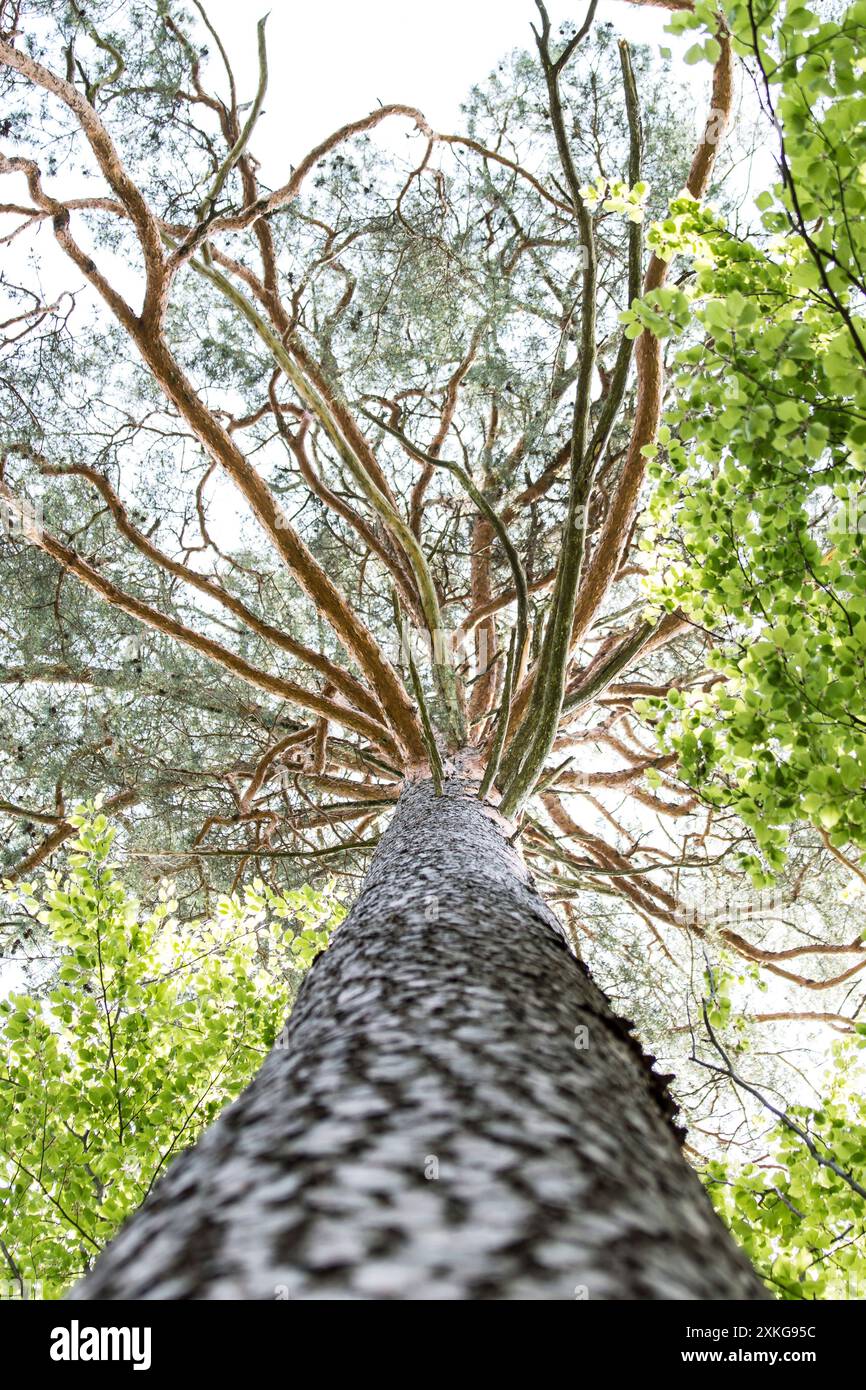 Scotch pine, Scots pine (Pinus sylvestris), view from below up to the ...