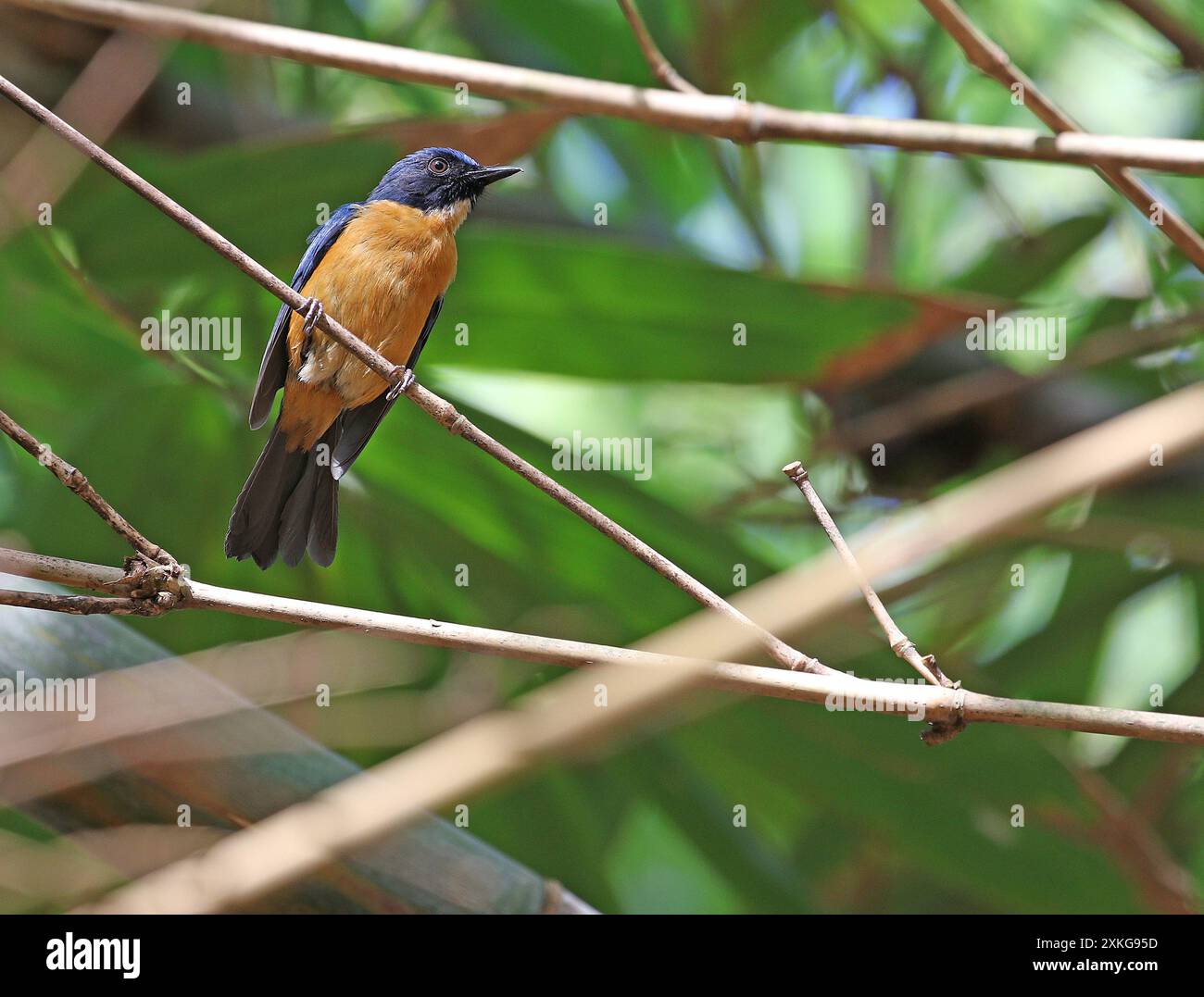 Tanahjampea blue flycatcher (Cyornis djampeanus), sitting on a branch ...