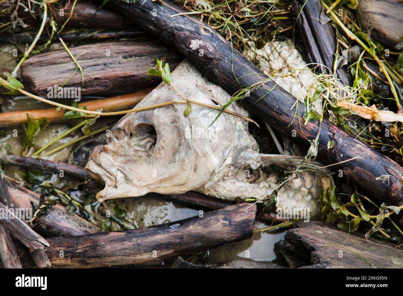 dead fish among flotsam by the stream, Germany Stock Photo - Alamy