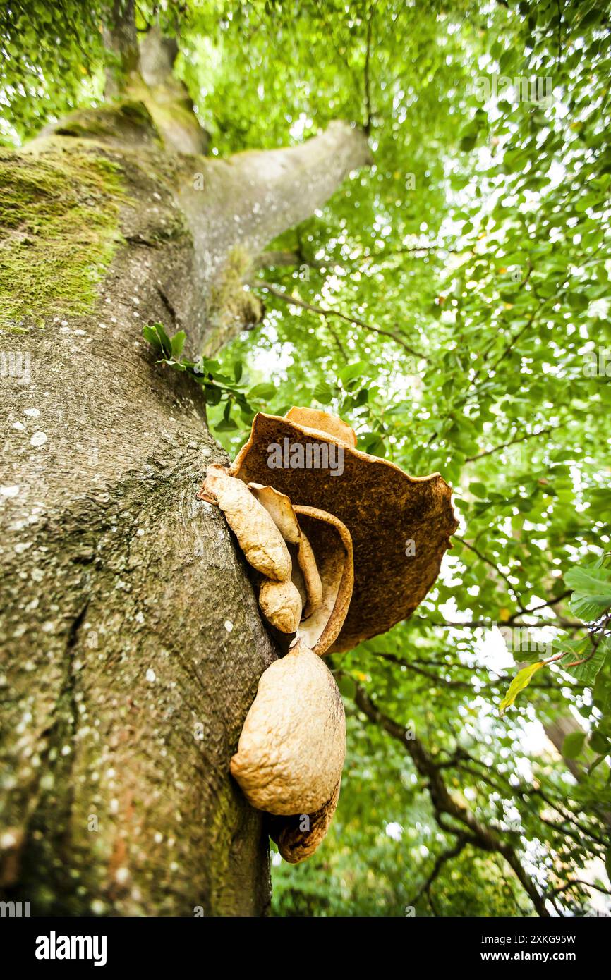 Dryad's saddle, Pheasant's back mushroom (Polyporus squamosus), at ...
