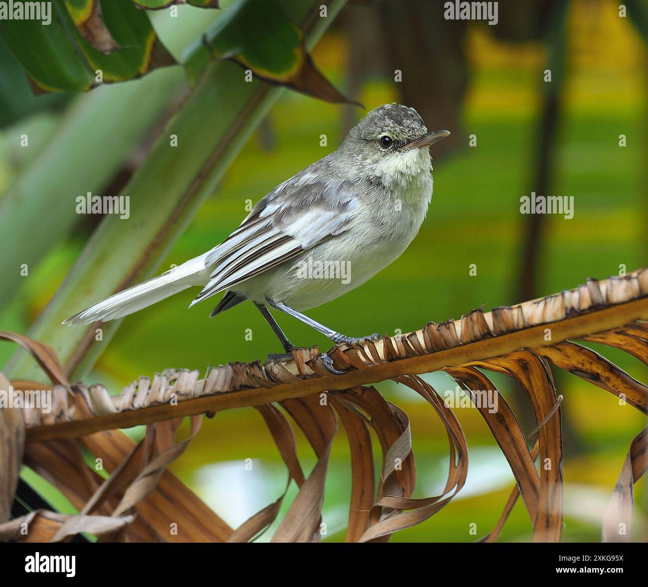 Pitcairn warblers hi-res stock photography and images - Alamy