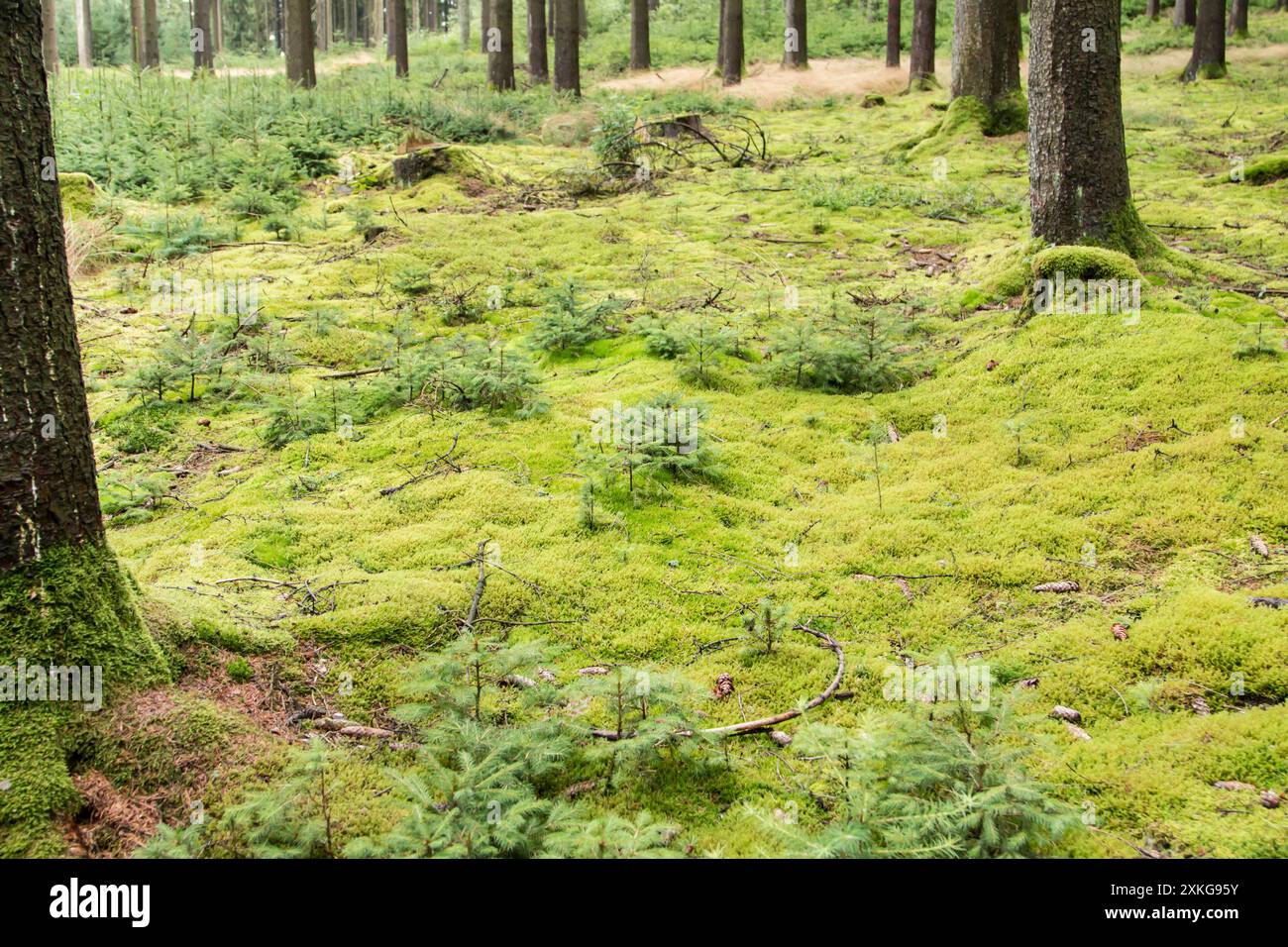 Norway spruce (Picea abies), forest floor with moss, Germany Stock ...