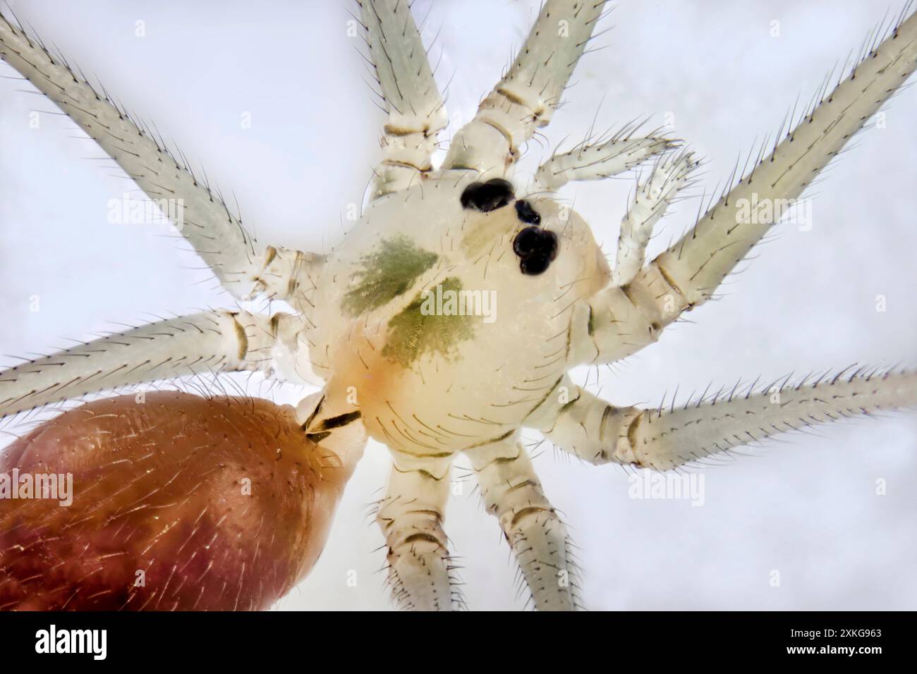 Long-bodied cellar spider, Longbodied cellar spider (Pholcus ...