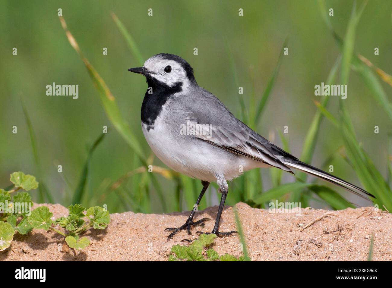 wagtail, white wagtail (Motacilla alba), sitting on the ground, Kuwait ...