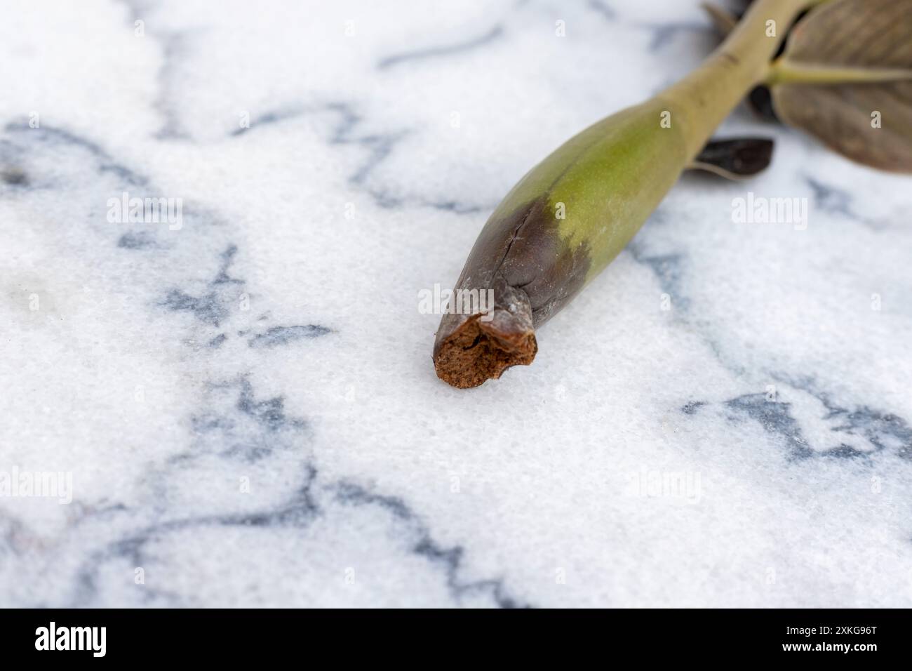Zamioculcas zamiifolia plant rotten stem closeup Stock Photo - Alamy