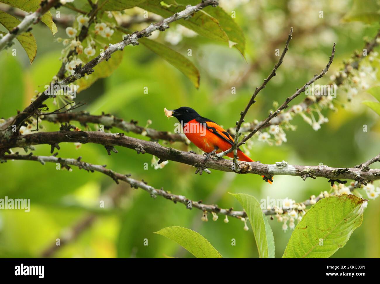 Scarlet minivets hi-res stock photography and images - Alamy