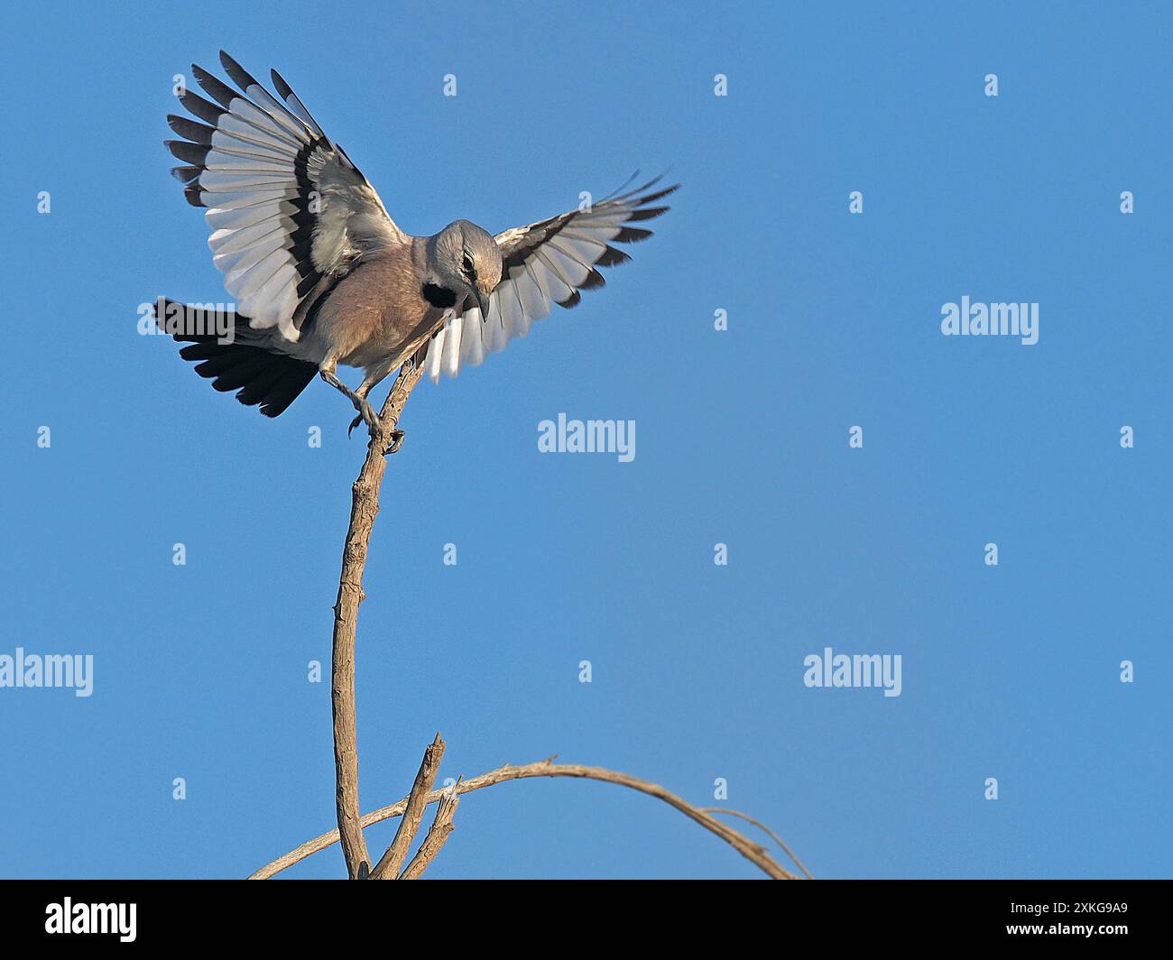 Blue jay lands on branch hi-res stock photography and images - Alamy