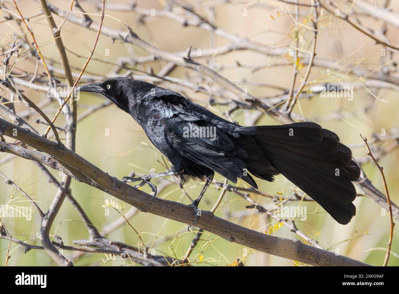 Great-tailed grackle, Mexican grackle (Quiscalus mexicanus), impressing ...