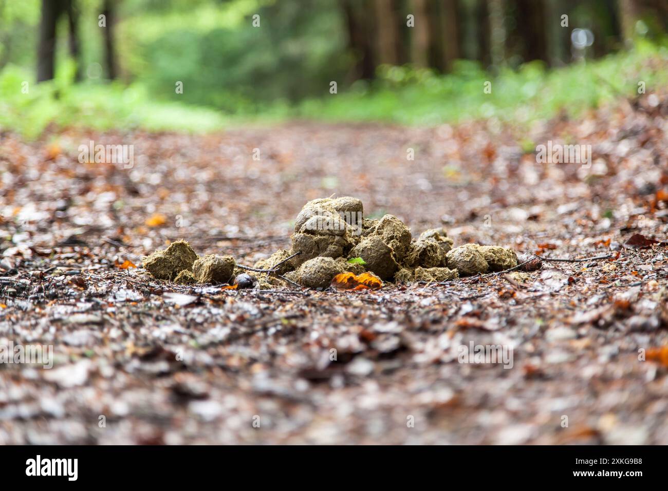 horse turds on a forest path, Germany Stock Photo - Alamy
