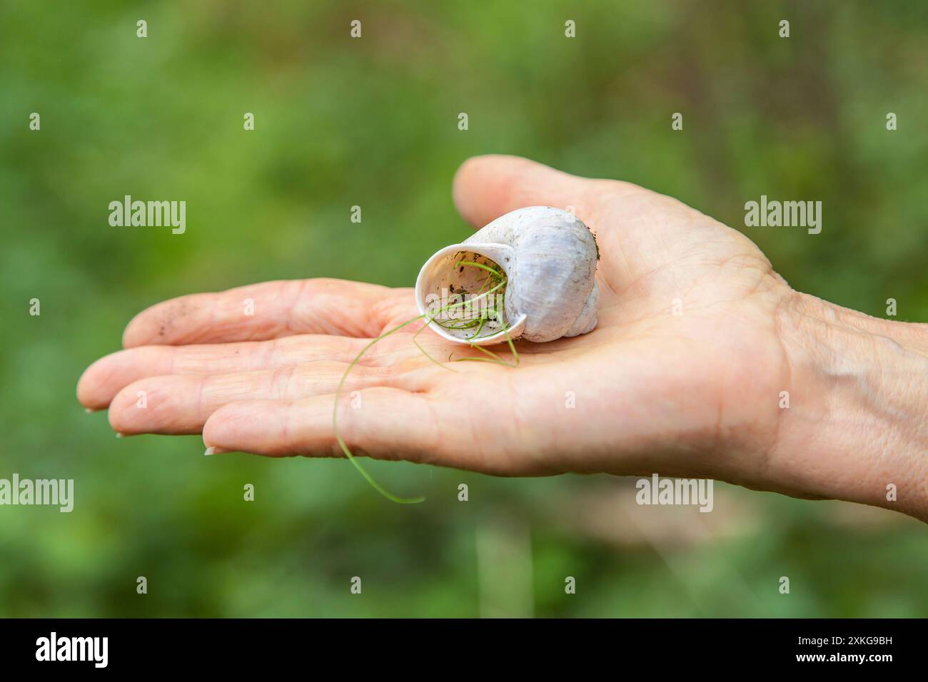 Empty german shell hi-res stock photography and images - Alamy