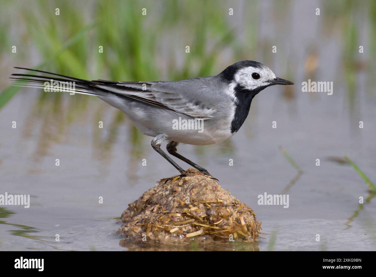 Motacilla alba 1 one single horizontal hi-res stock photography and ...