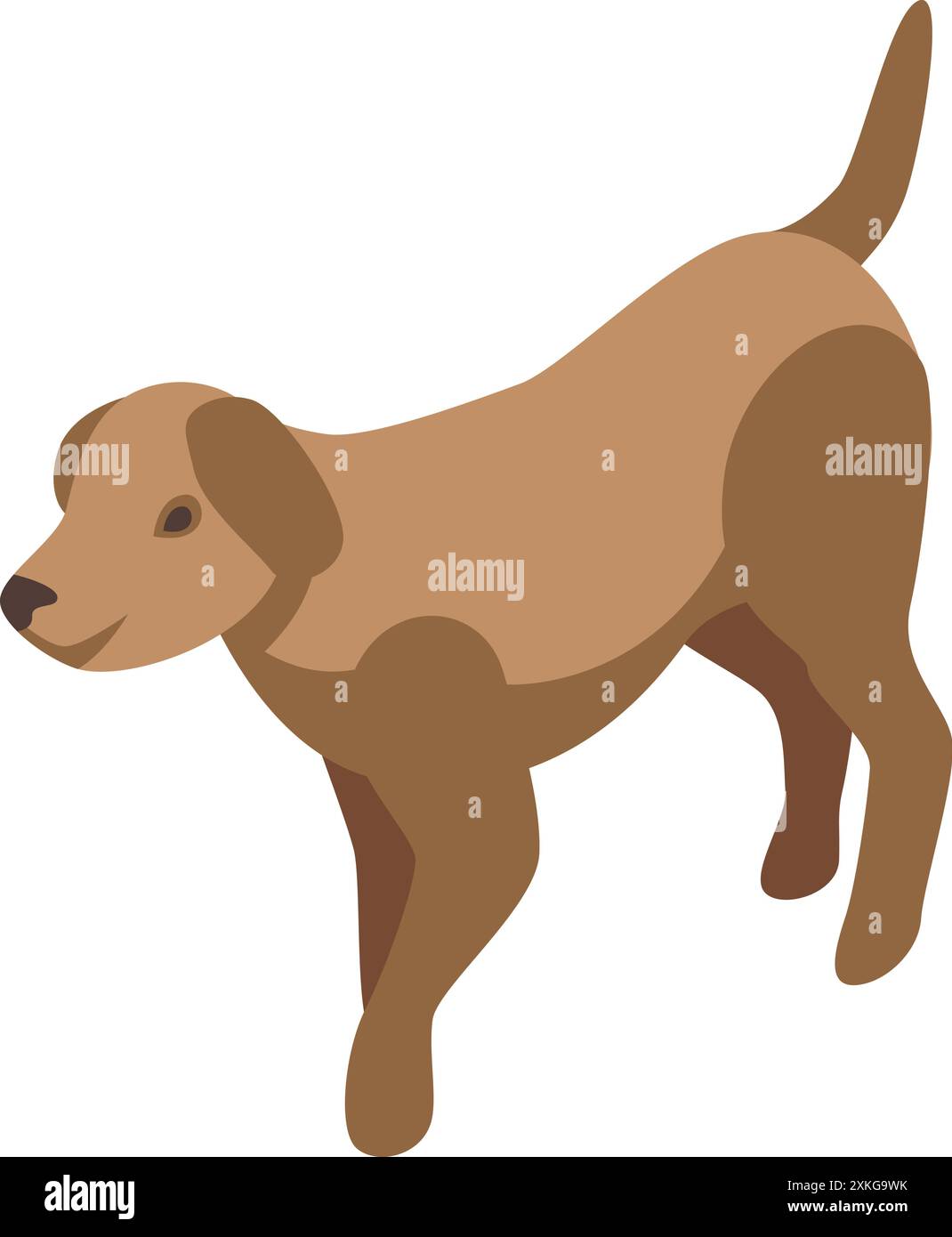 Friendly and playful labrador retriever walking with its tail wagging ...