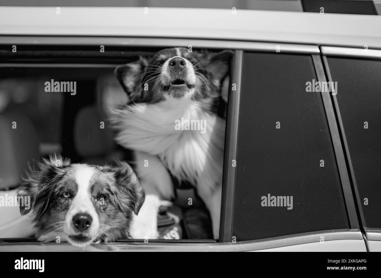 Dogs in car. Dog rides in the car. Transportation of pets. Dogs in ...