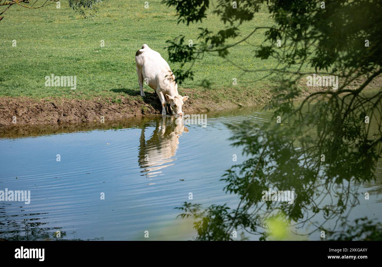 Cow drinking from stream hi-res stock photography and images - Alamy