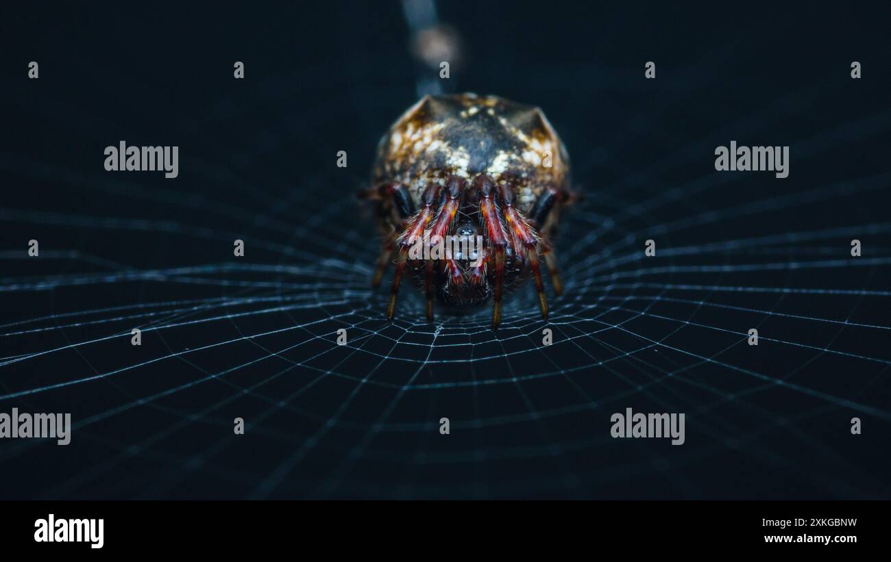 A common house spider (parasteatoda tepidariorum) on spiderweb, Insect ...