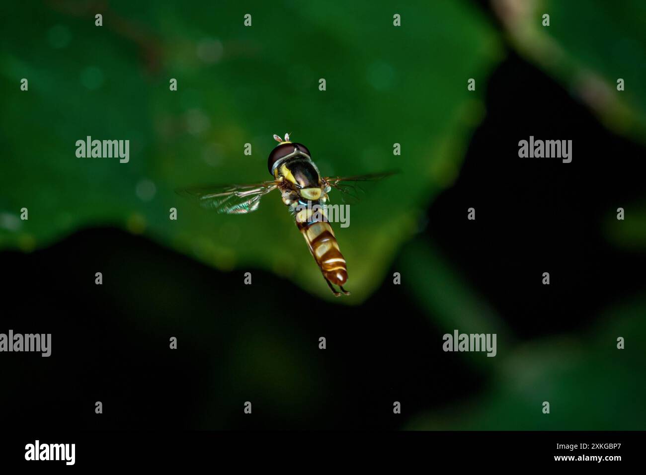 Close up a Hoverfly flying, Yellow-shouldered stout hover fly in flight ...