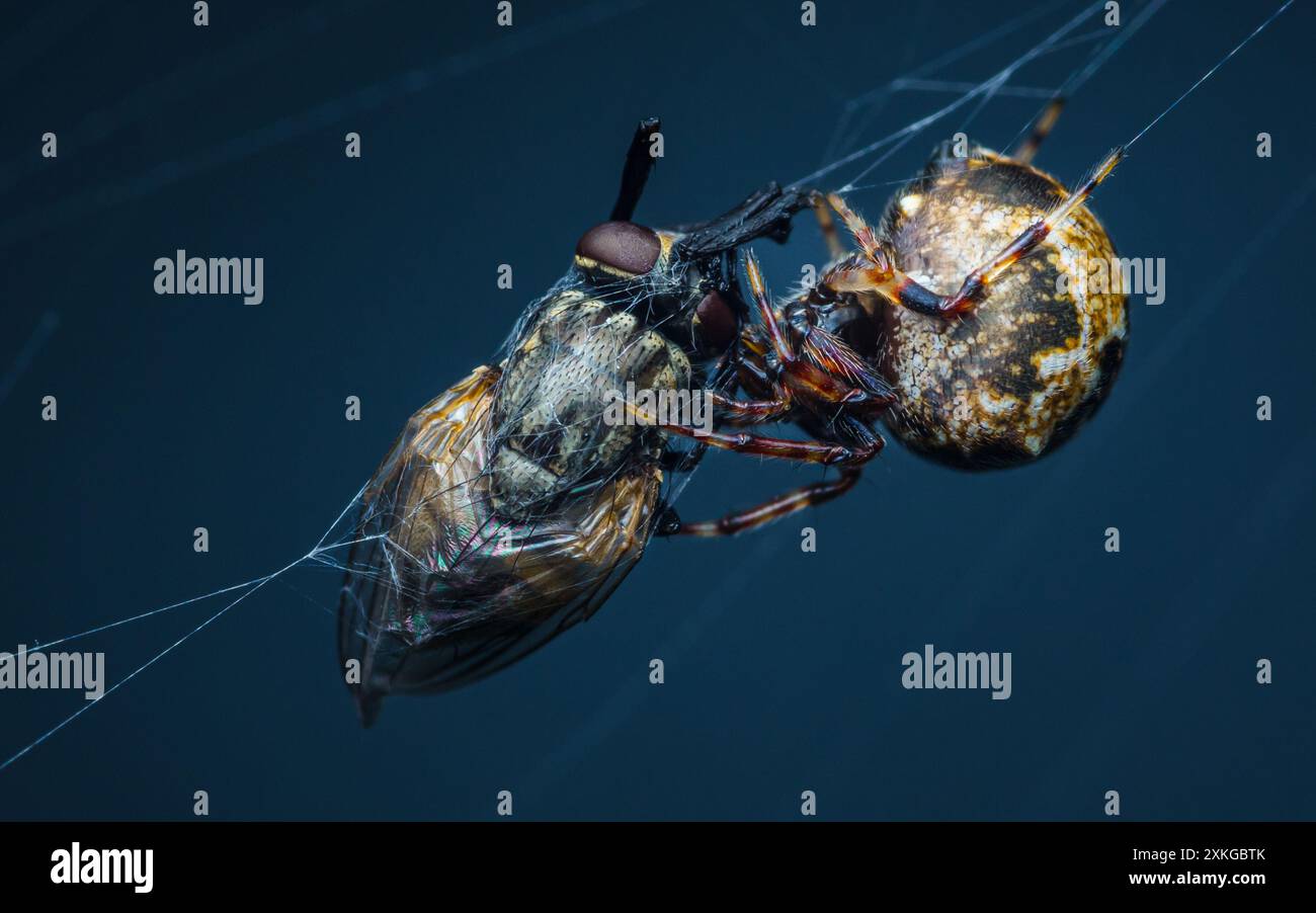 A common house spider (parasteatoda tepidariorum) with its prey, Insect ...