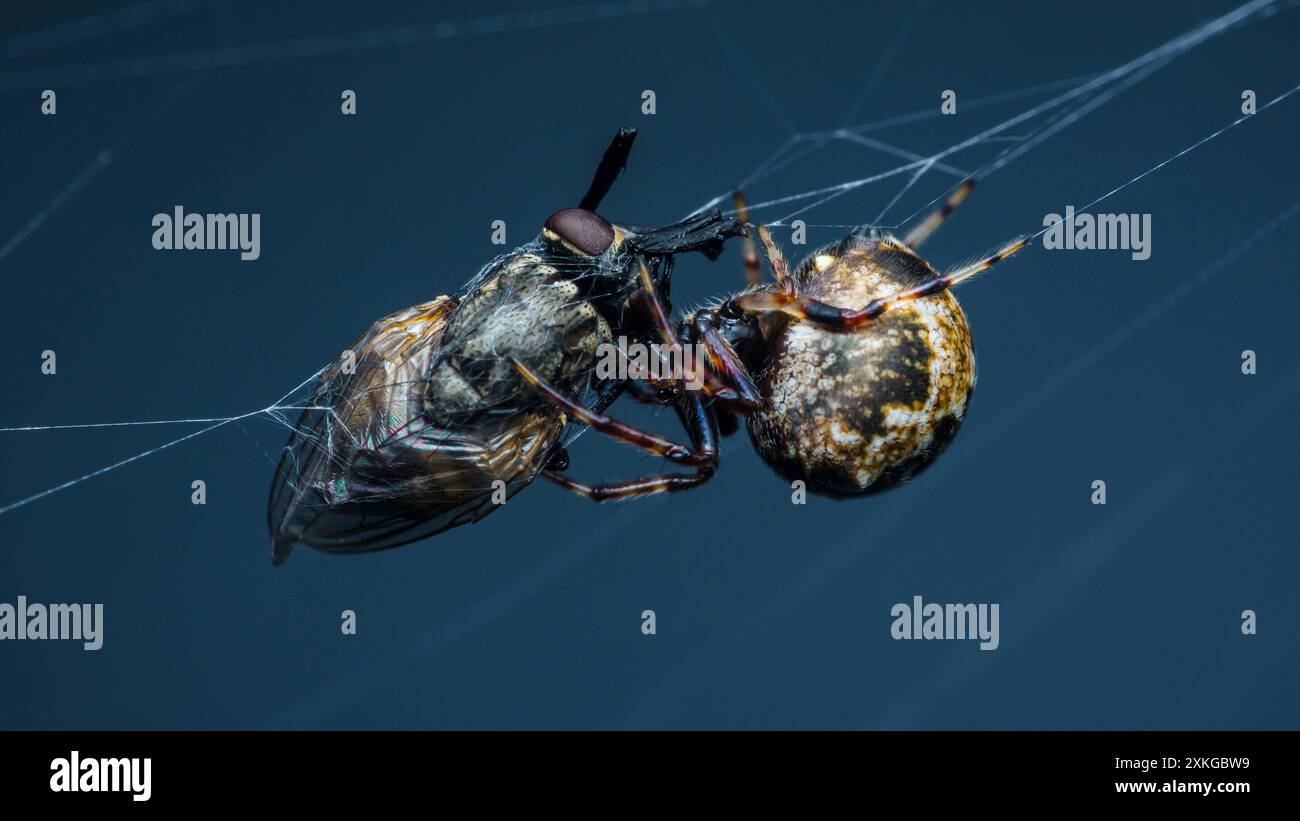 A common house spider (parasteatoda tepidariorum) with its prey, Insect ...