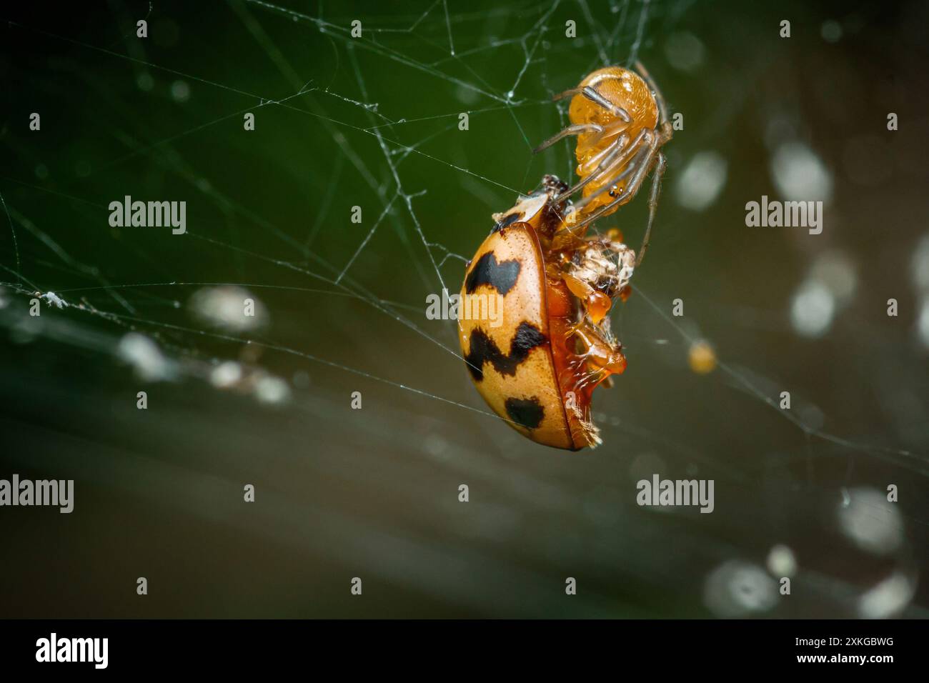 A common house spider (parasteatoda tepidariorum) with its prey, Insect ...