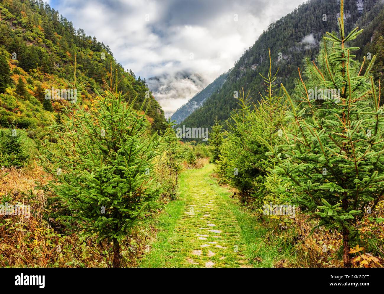 Scenic green walkway among forest in mountain gorge Stock Photo - Alamy