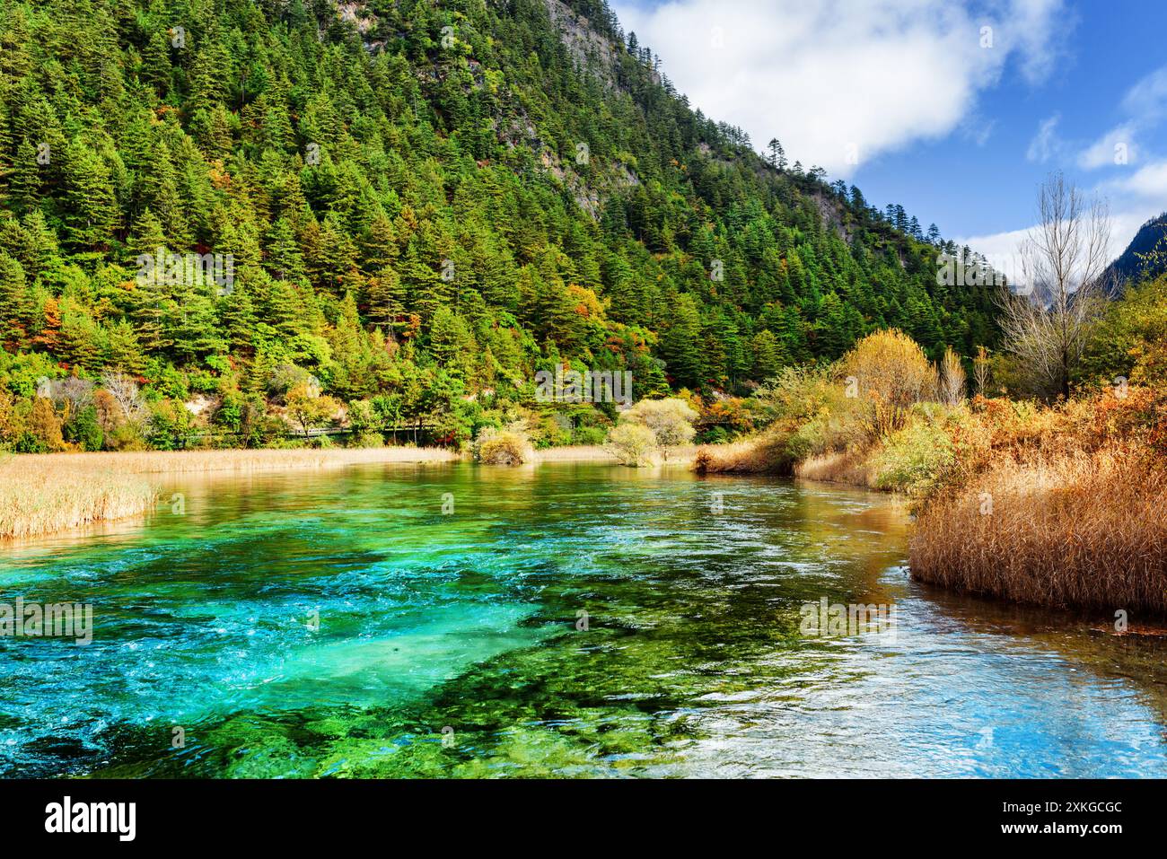 Amazing river with azure crystal water among evergreen woods Stock ...