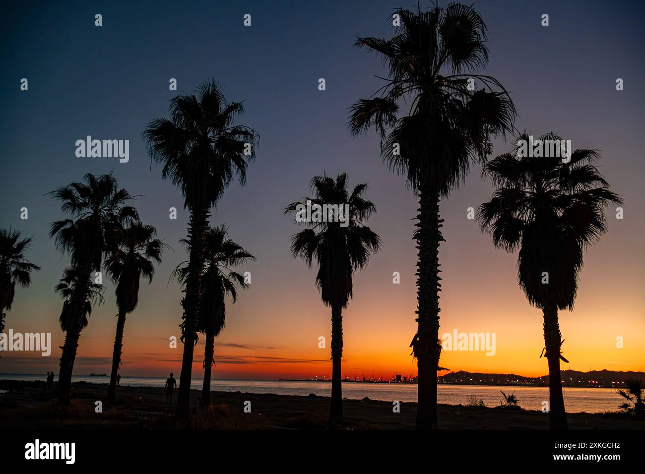 Palm treescape hi-res stock photography and images - Alamy