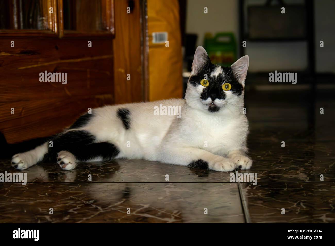cat photo Stock Photo - Alamy