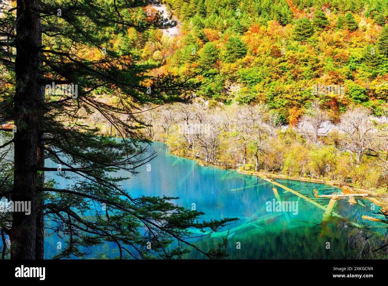 Lake with azure crystal water and submerged tree trunks Stock Photo - Alamy