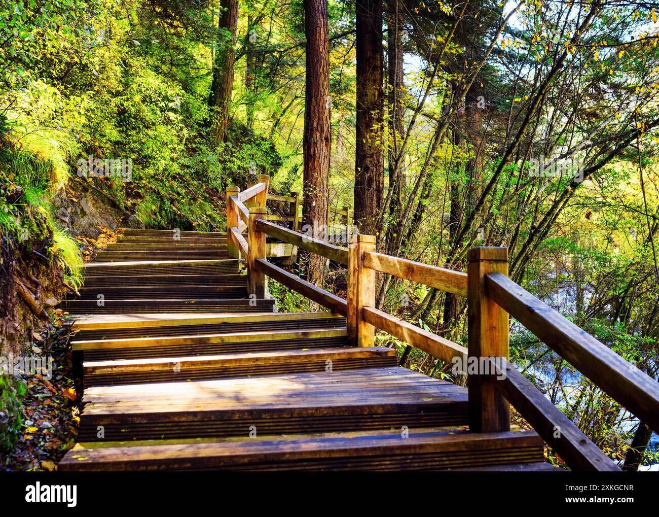 Scenic stairs of wooden boardwalk among green foliage Stock Photo - Alamy