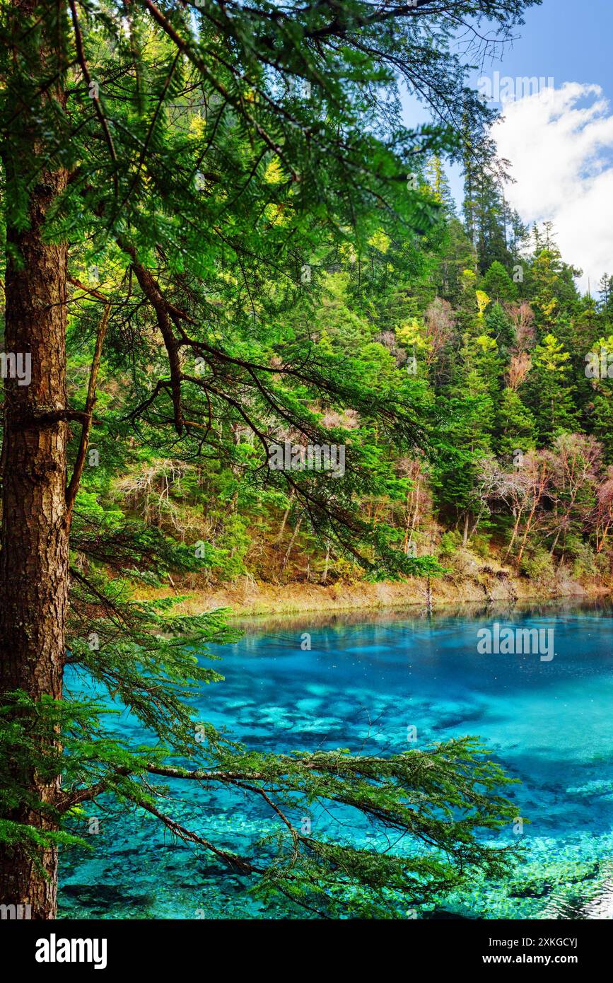 The Five Coloured Pool with azure water among evergreen woods Stock ...